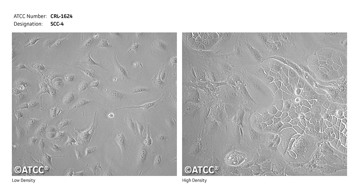 SCC-4 - CRL-1624 | ATCC