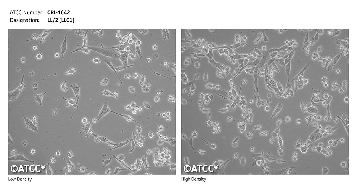LL/2 (LLC1) - CRL-1642 | ATCC