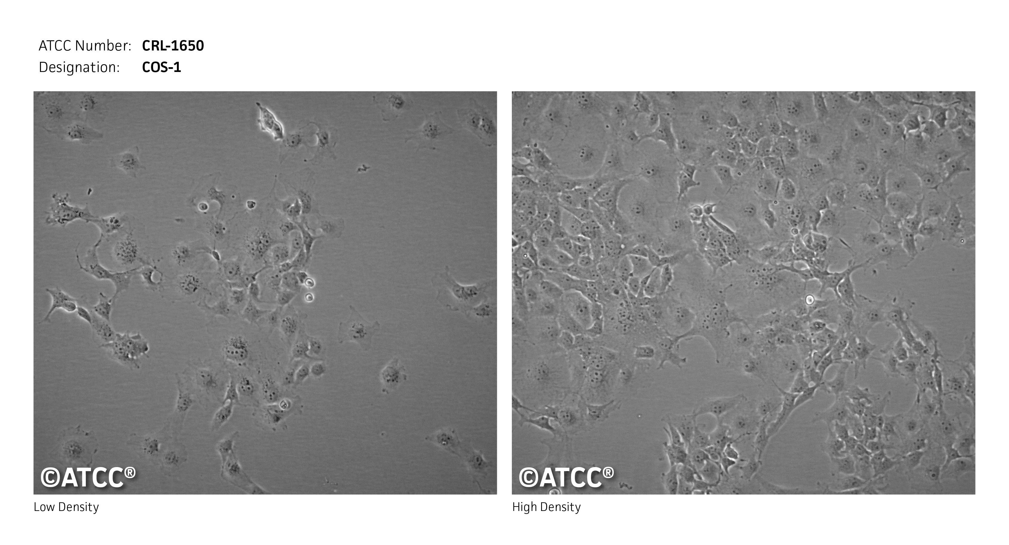 COS-1 - CRL-1650 | ATCC