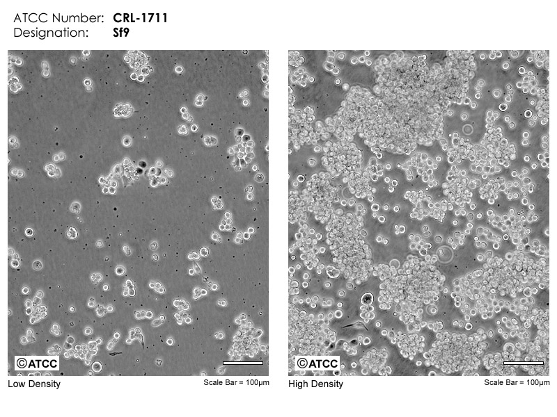 Sf9 | ATCC