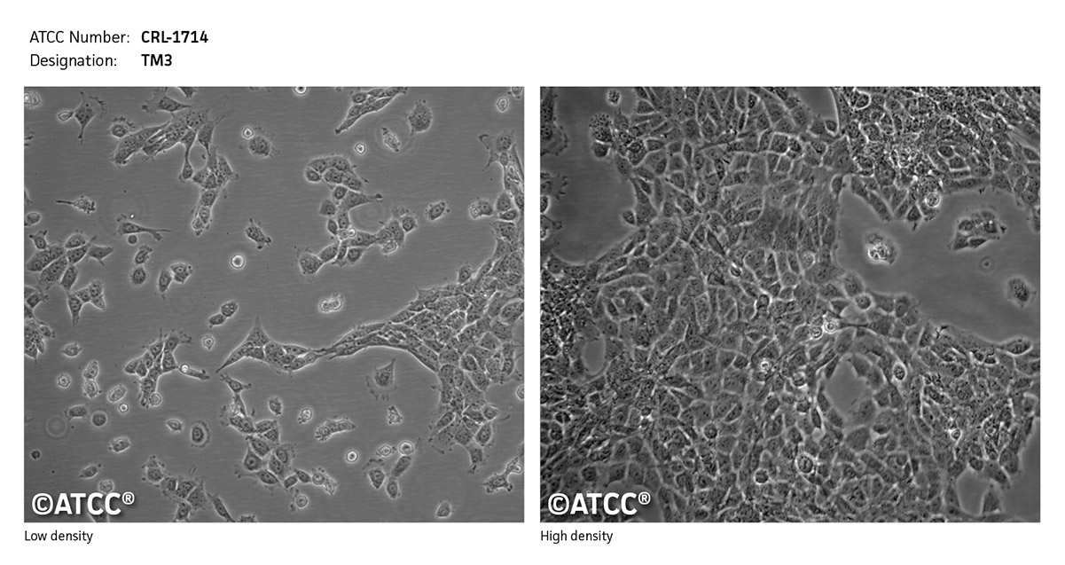 TM3 - CRL-1714 | ATCC