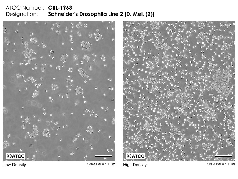 Schneider's Drosophila Line 2 [D. Mel. (2), SL2] - CRL-1963 | ATCC