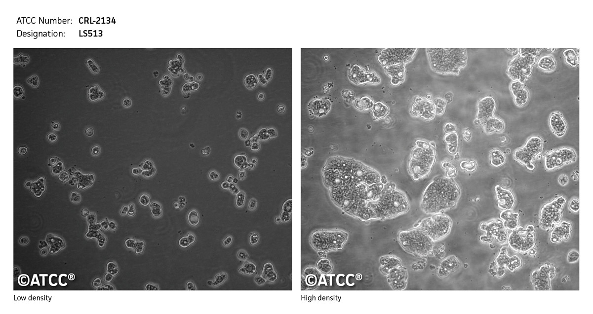 LS513 - CRL-2134 | ATCC