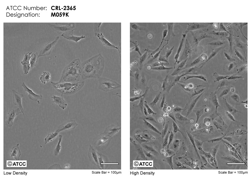 M059K - CRL-2365 | ATCC