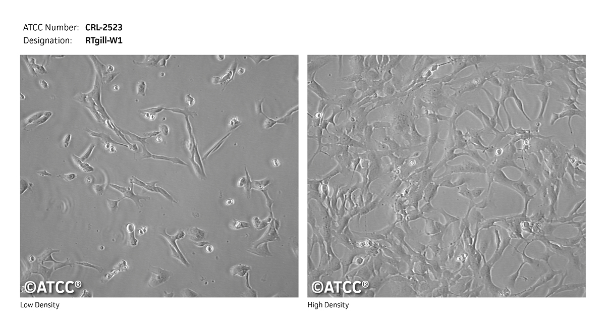 RTgill-W1 - CRL-2523 | ATCC