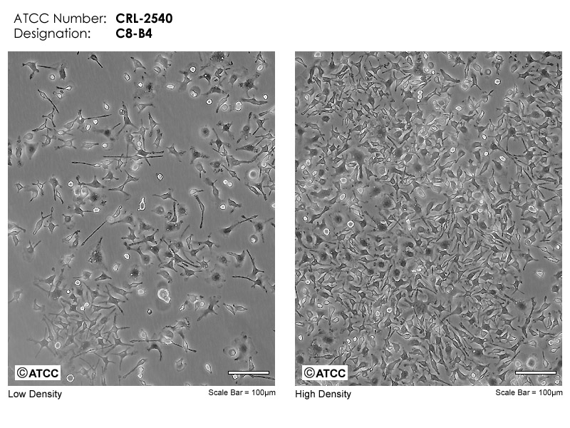 C8-B4 - CRL-2540 | ATCC