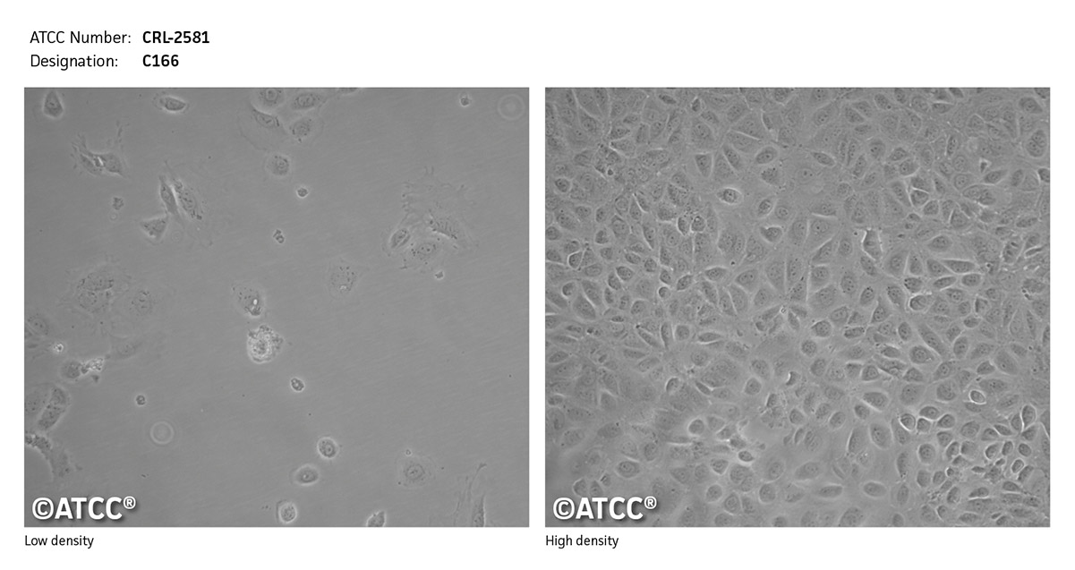 C166 - CRL-2581 | ATCC
