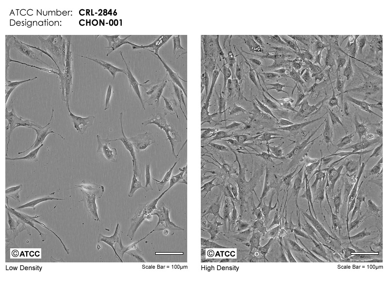 CHON-001 - CRL-2846 | ATCC