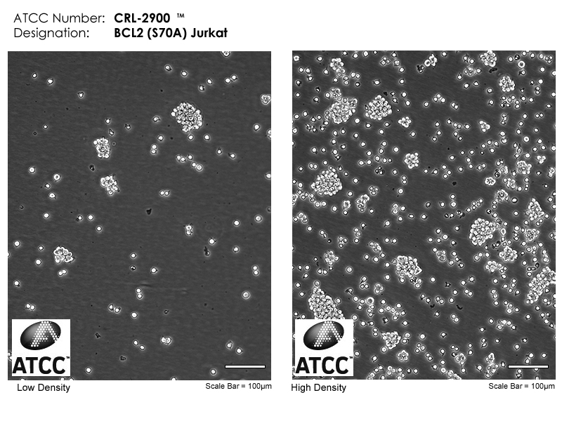 BCL2 (S70A) Jurkat - CRL-2900 | ATCC