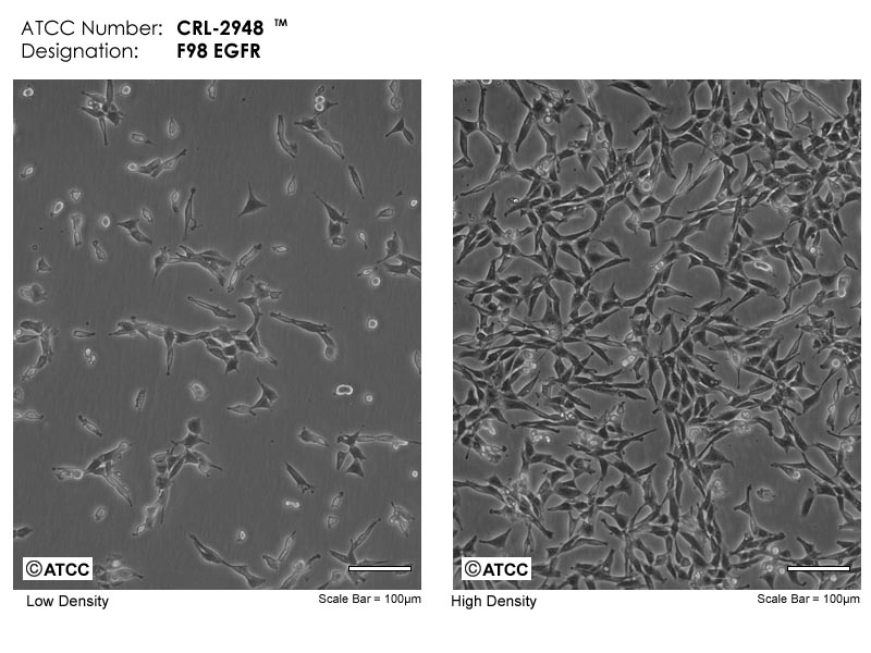 F98 EGFR - CRL-2948 | ATCC