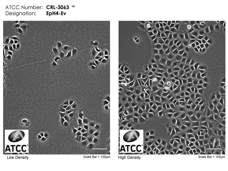 EpH4-Ev - CRL-3063 | ATCC