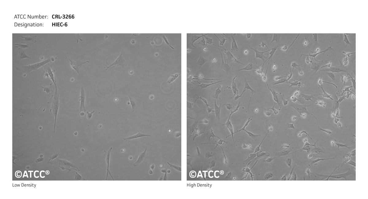 HIEC-6 - CRL-3266 | ATCC