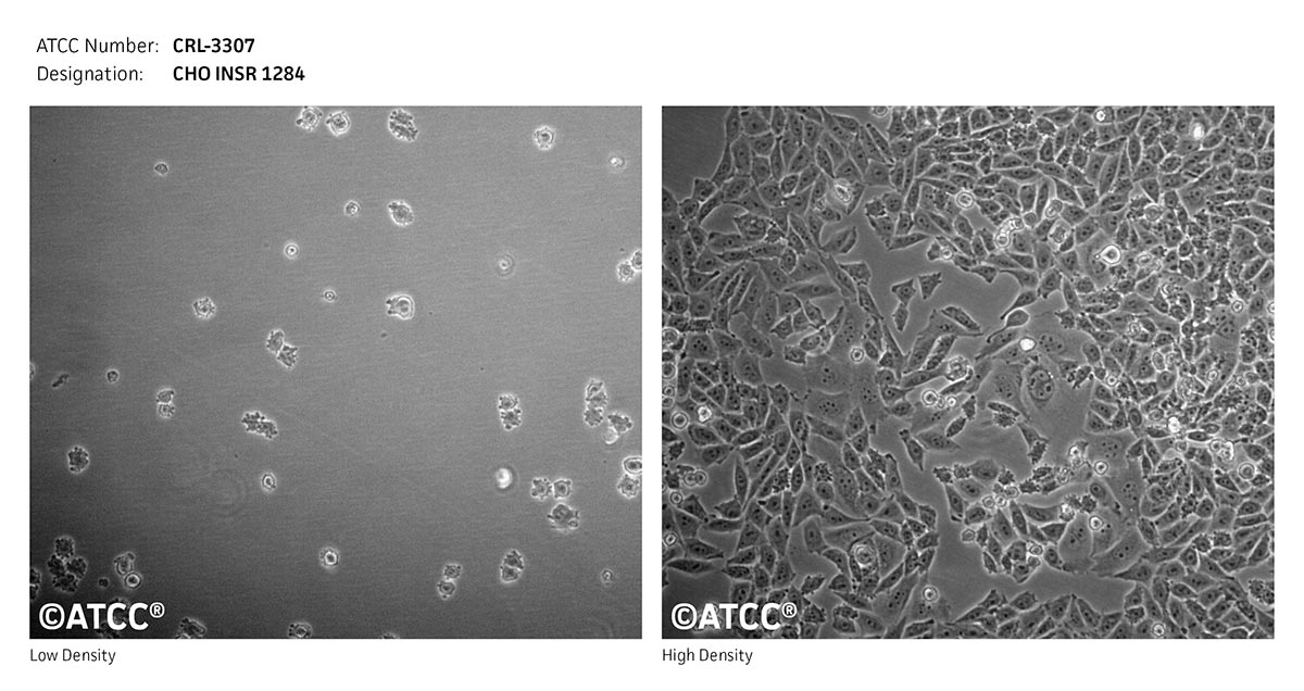 CHO INSR 1284 - CRL-3307 | ATCC