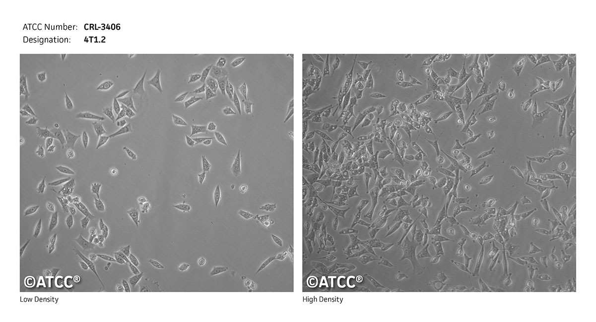 4T1.2 - CRL-3406 | ATCC