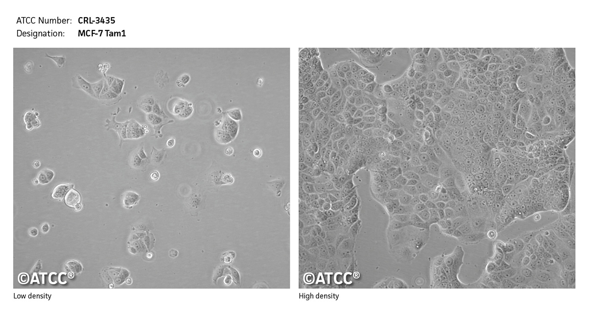 MCF-7 Tam1 - CRL-3435 | ATCC
