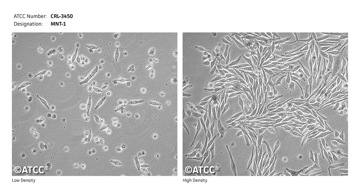 MNT-1 - CRL-3450 | ATCC