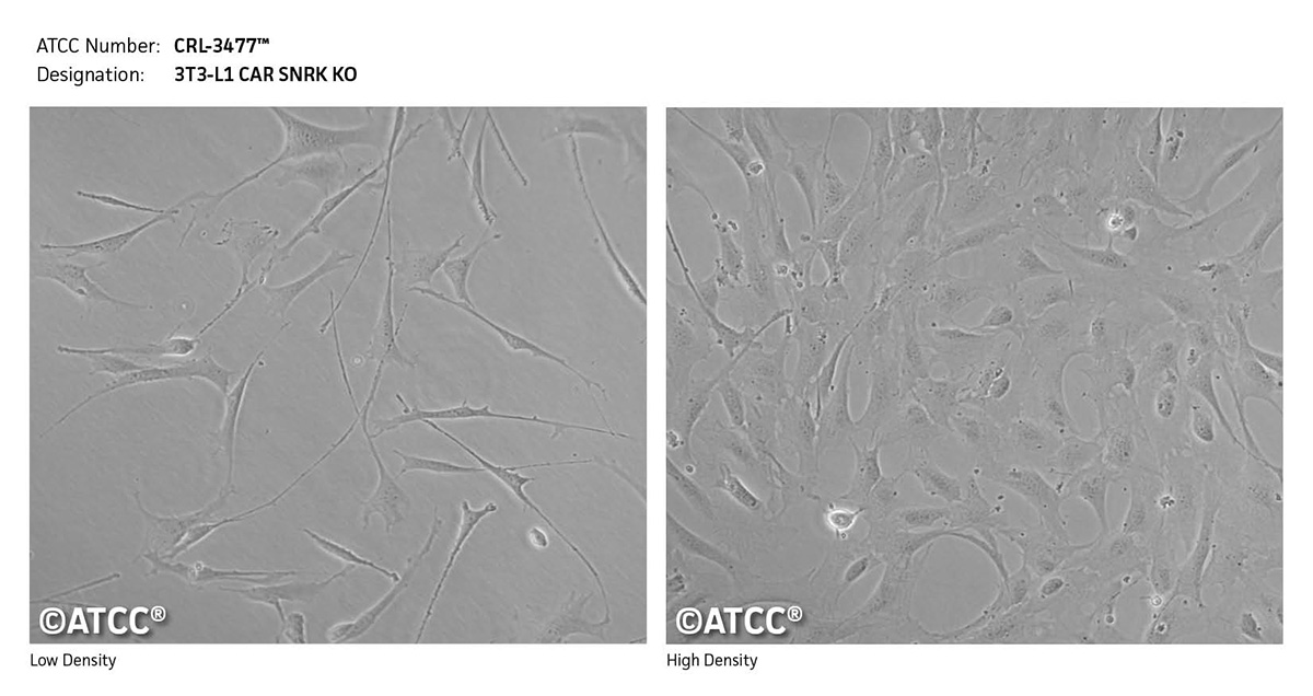 3T3-L1 CAR SNRK KO - CRL-3477 | ATCC