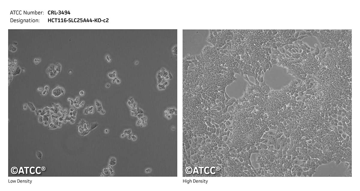 HCT116-SLC25A44-KO-c2 - CRL-3494 | ATCC