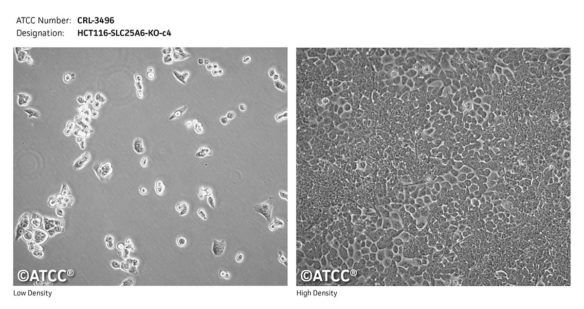 HCT116-SLC25A6-KO-c4 - CRL-3496 | ATCC
