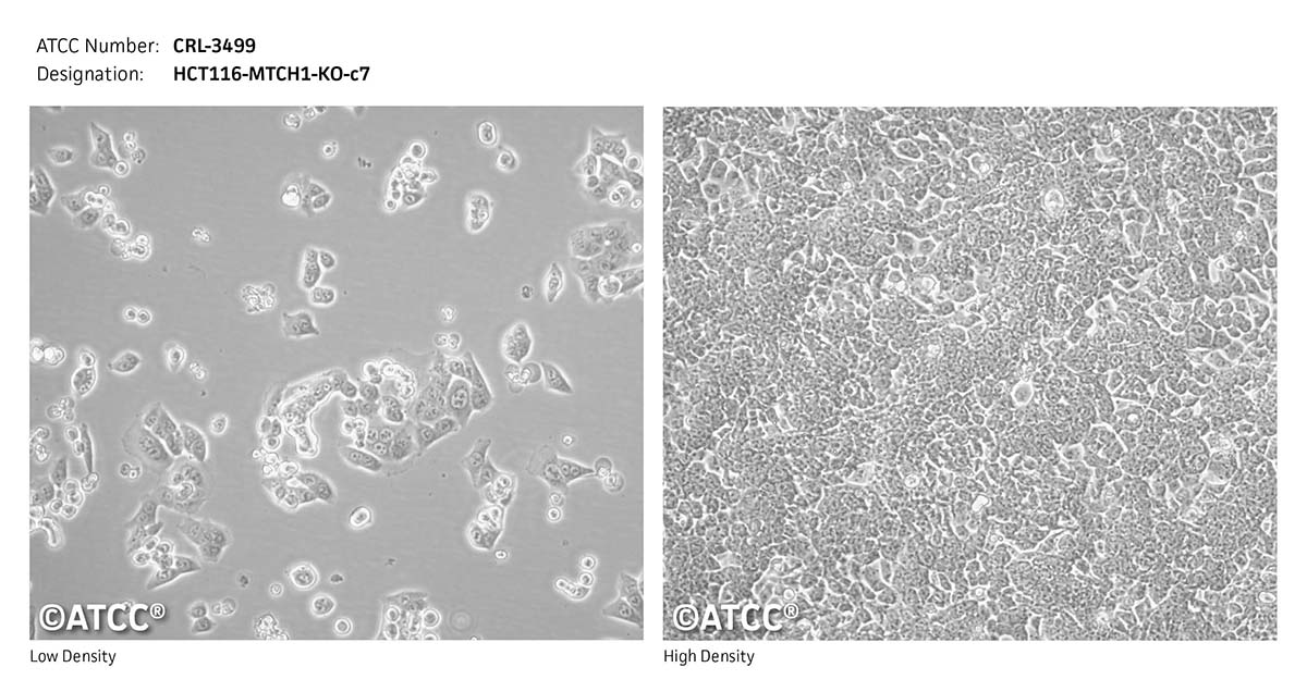 HCT116-MTCH1-KO-c7 - CRL-3499 | ATCC