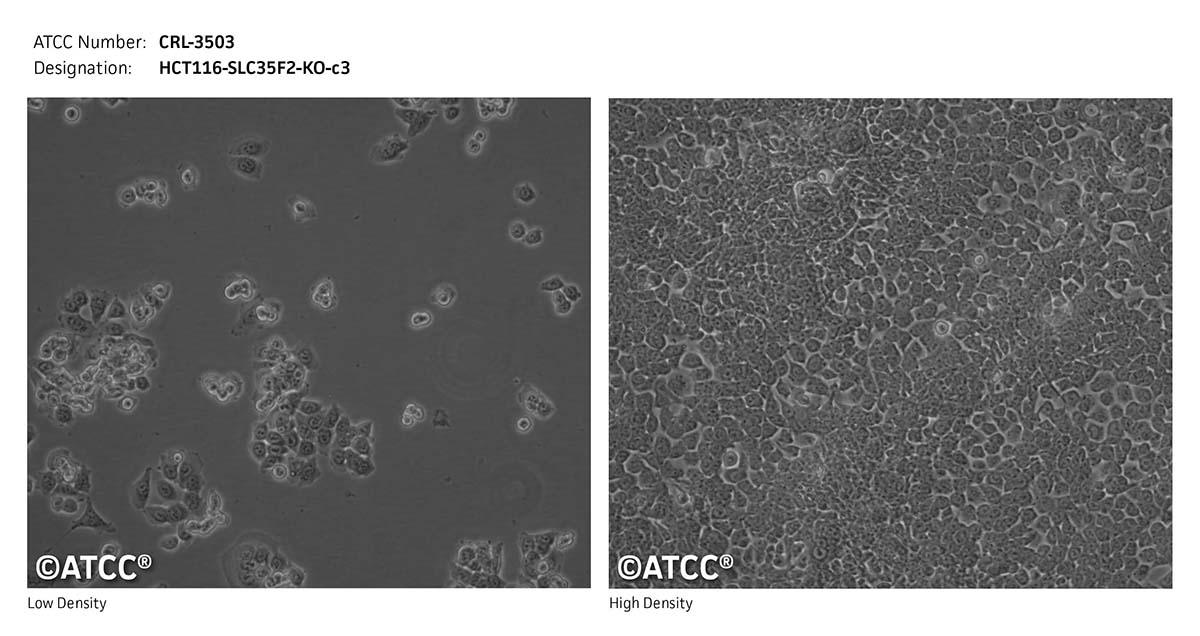 HCT116-SLC35F2-KO-c3 - CRL-3503 | ATCC