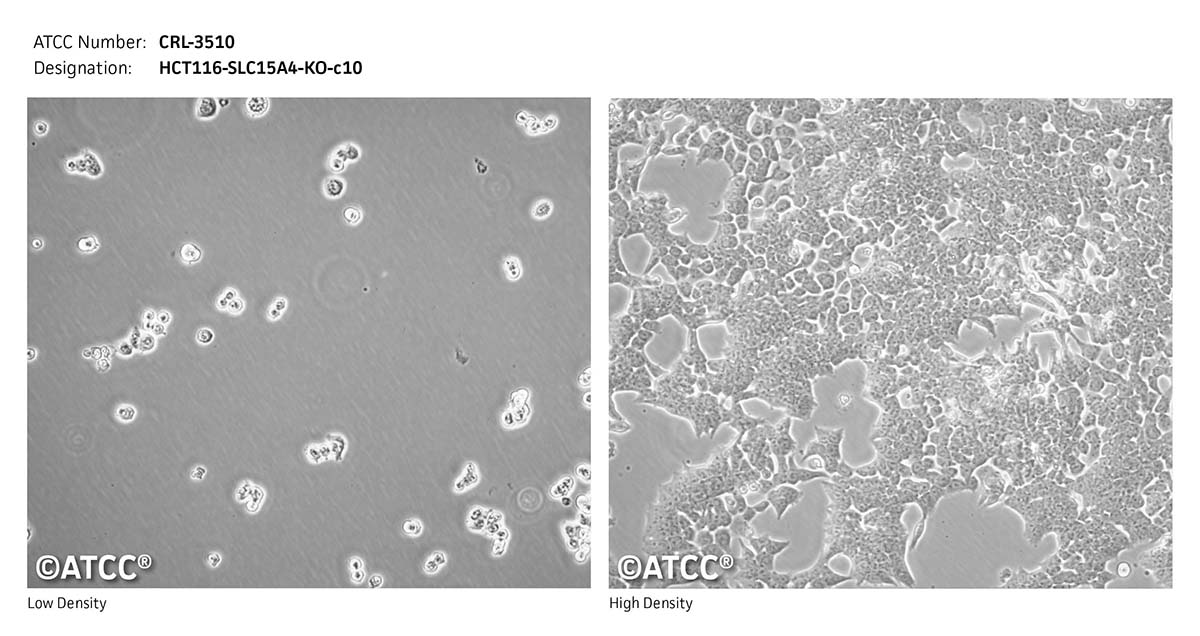 HCT116-SLC15A4-KO-c10 - CRL-3510 | ATCC