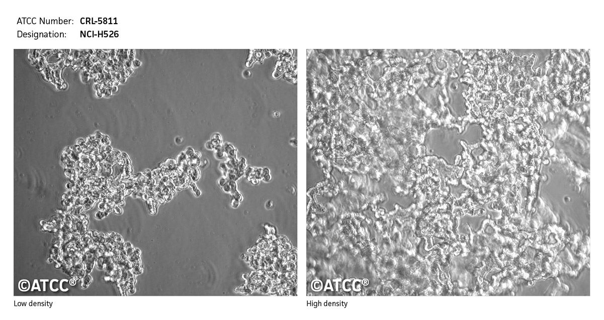 NCI-H526 [H526] - CRL-5811 | ATCC