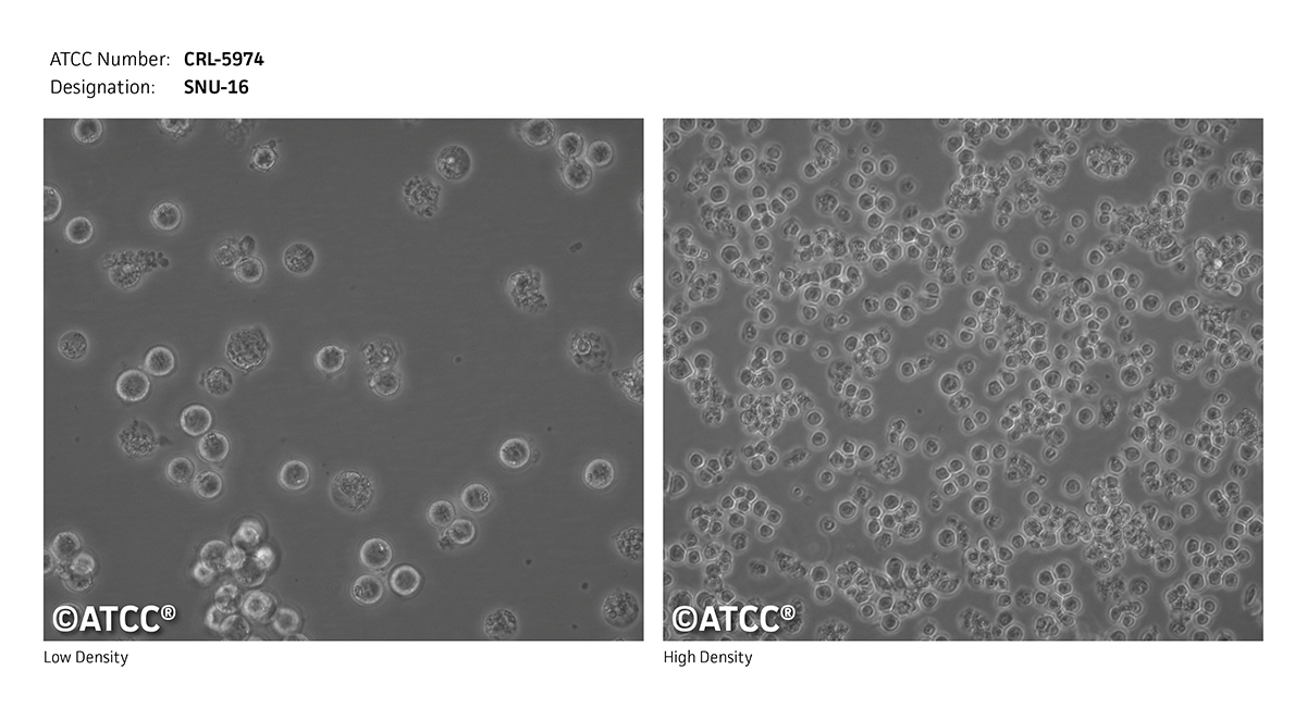 SNU-16 - CRL-5974 | ATCC