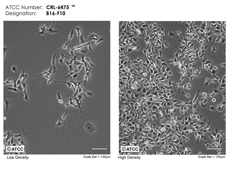 B16-F10 - CRL-6475 | ATCC