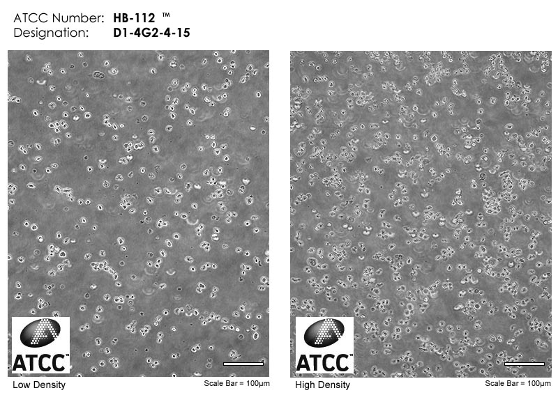 D1-4G2-4-15 - HB-112 | ATCC