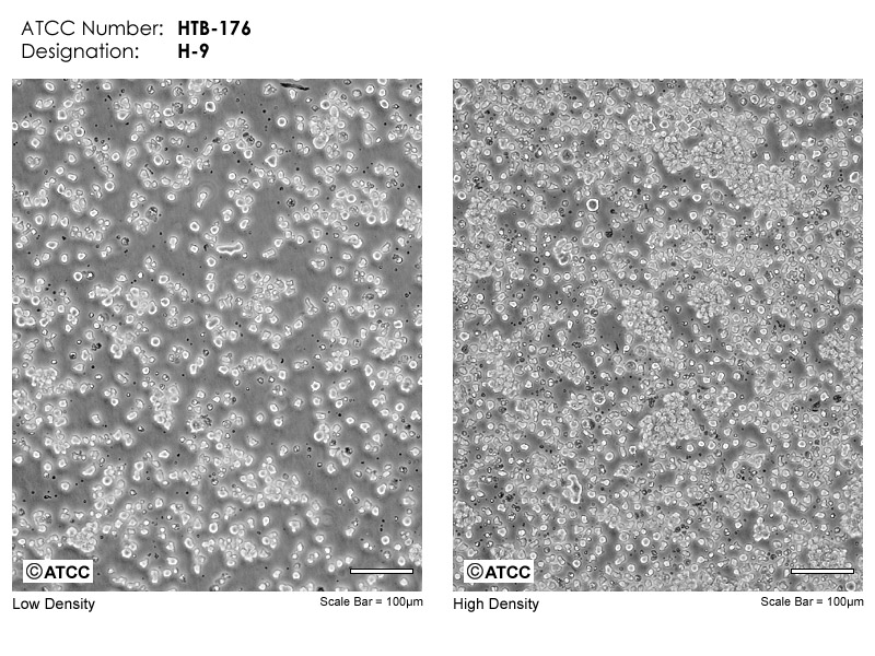 H9 [derivative of HuT 78] | ATCC