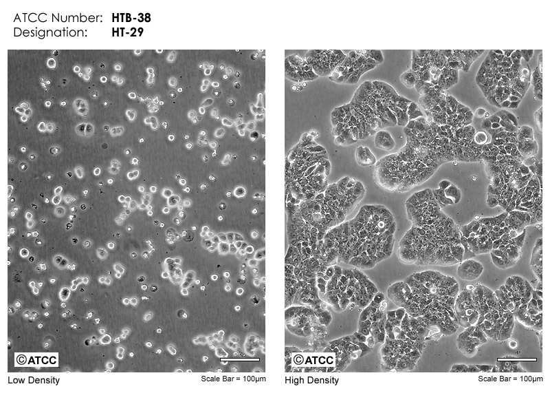 HT-29 - HTB-38 | ATCC