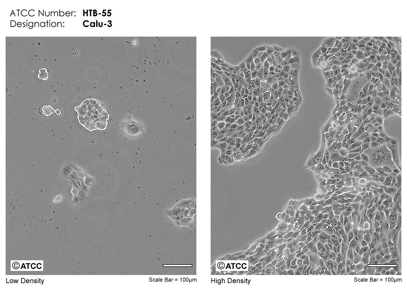 Calu-3 - HTB-55 | ATCC