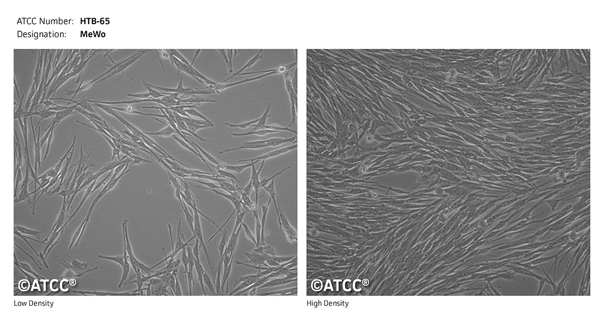MeWo - HTB-65 | ATCC