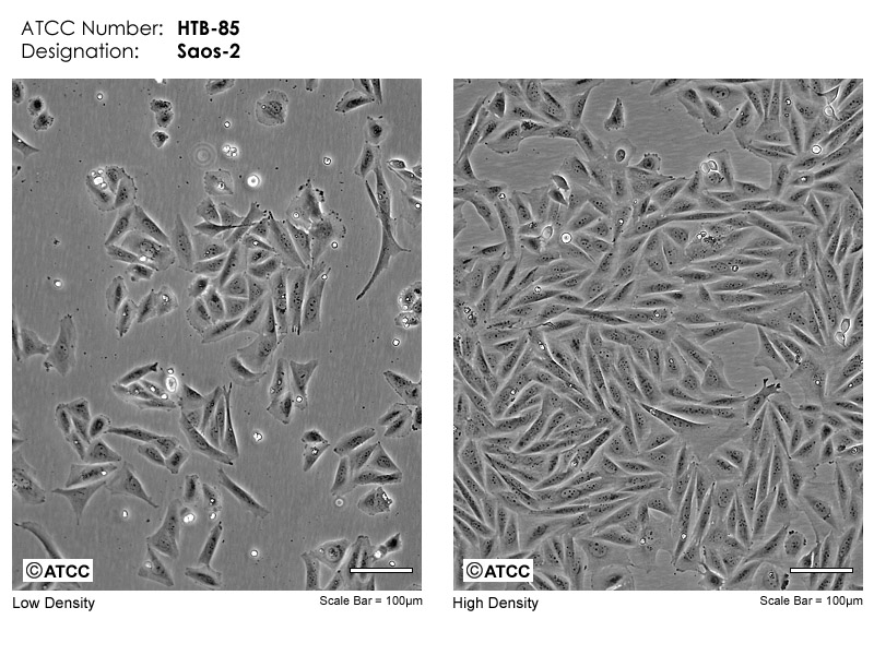 Saos-2 - HTB-85 | ATCC
