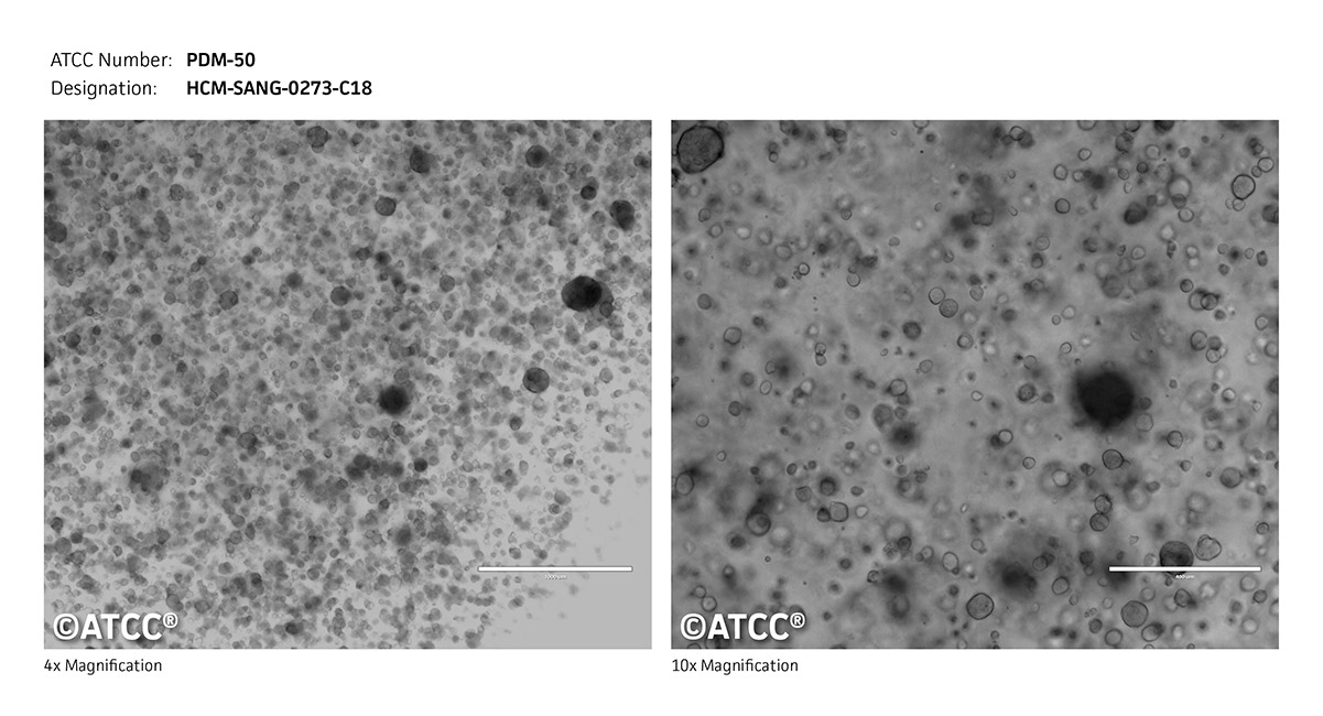 HCM-SANG-0273-C18 - PDM-50 | ATCC