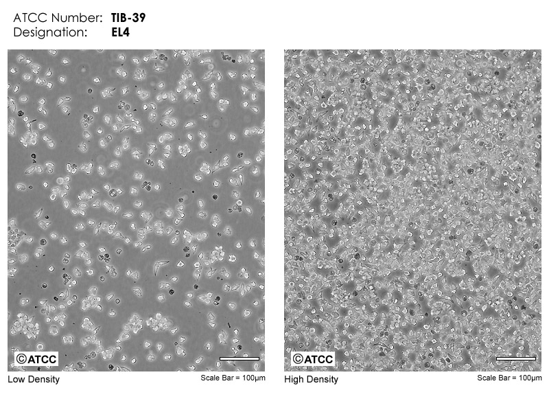 EL4 - TIB-39 | ATCC