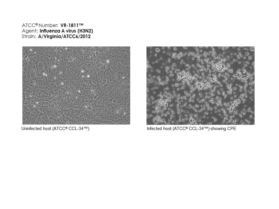 Influenza A virus (H3N2) - VR-1811 | ATCC
