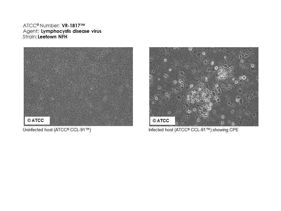 Lymphocystis disease virus - VR-1817 | ATCC
