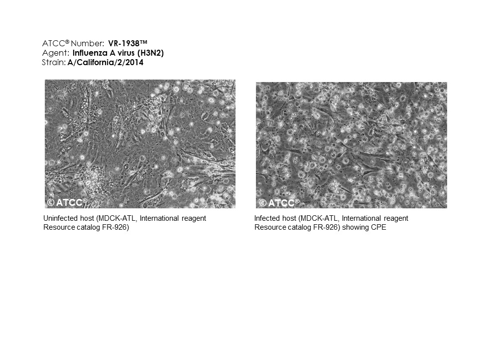 Influenza A virus (H3N2) - VR-1938 | ATCC