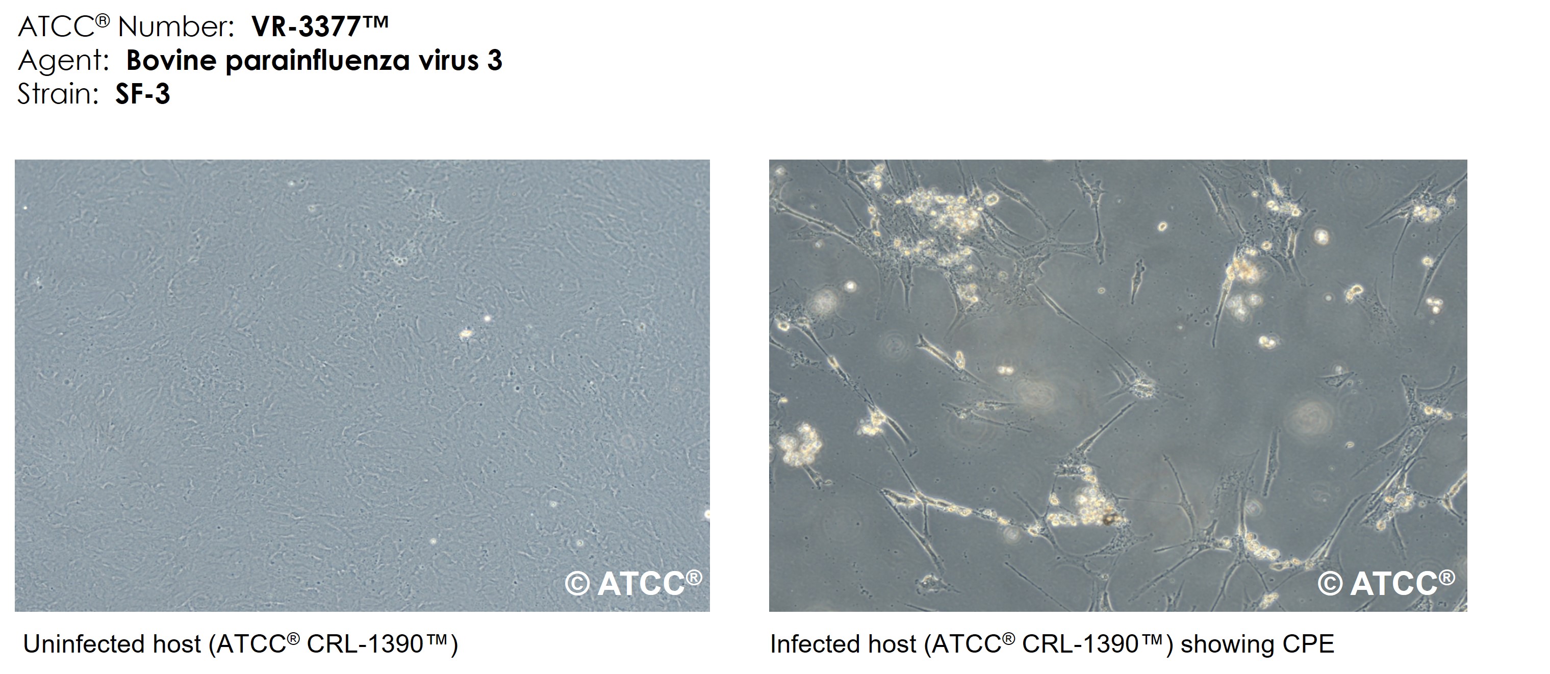Bovine parainfluenza virus 3 - VR-3377 | ATCC