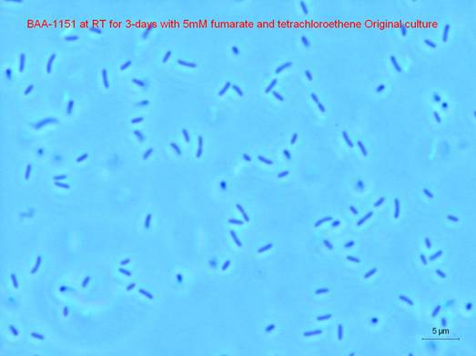 Geobacter lovleyi | ATCC