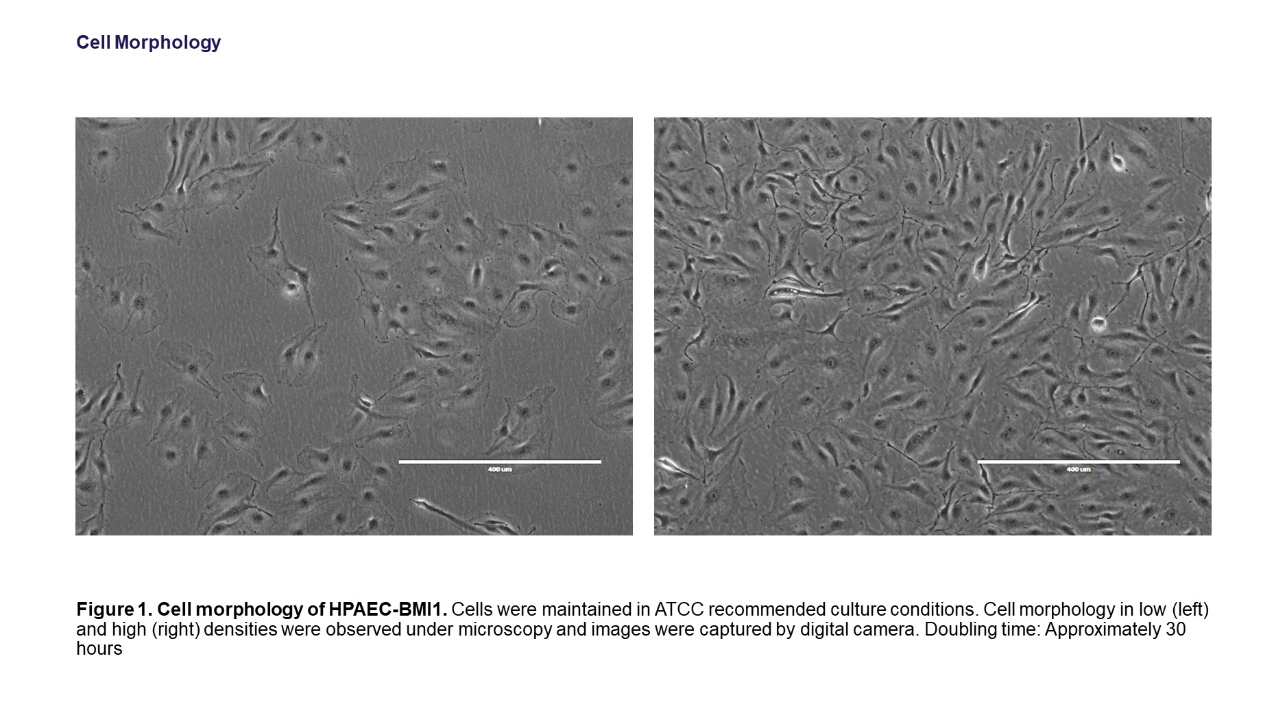 HPAEC-BMI1 - CRL-4065 | ATCC