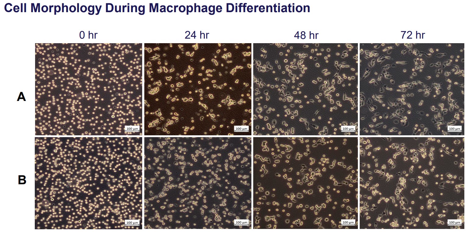 Assay Ready THP-1 - TIB-202-AR | ATCC